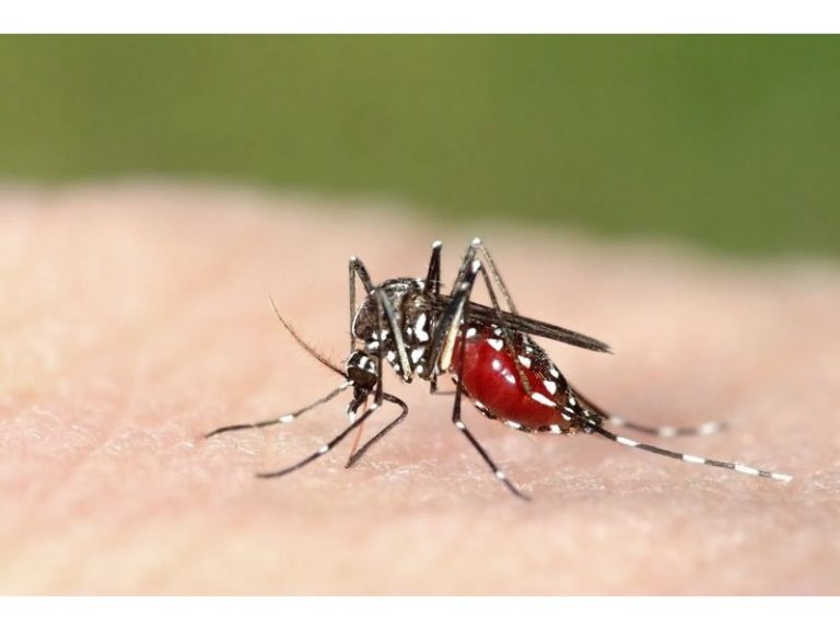 First Rate Pest Control Solutions Pest Control Orange County, NY | New Windsor Exterminators